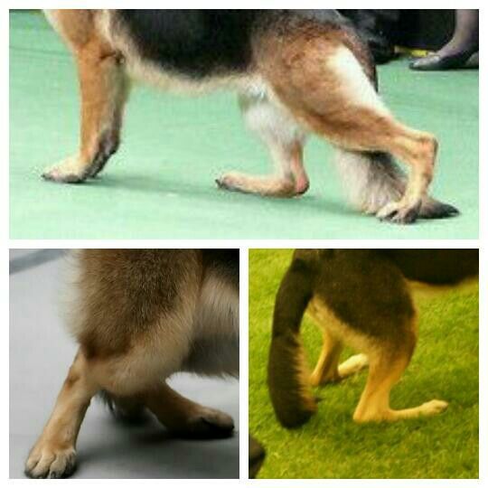 Cow Hocks - #1 Rated Dog Food & Muscle Supplements